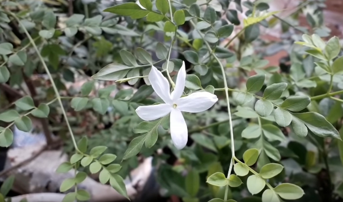 Jasminum grandiflorum- Iasomia chinezească – Natură