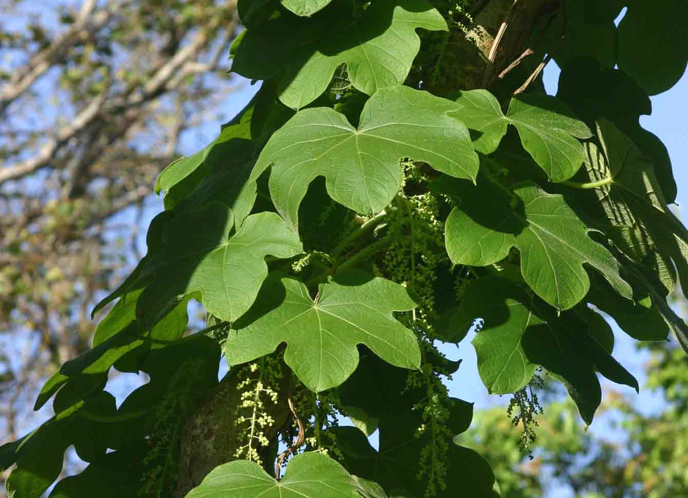 Jateorhiza palmata- Calumba – Natură