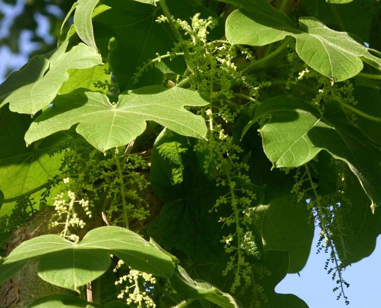 Jateorhiza palmata- Calumba – Natură
