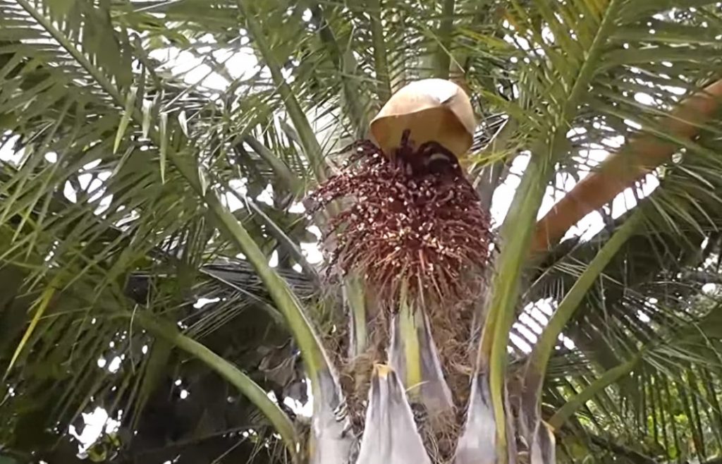 Jubaea chilensis- Palmierul de Chile – Natură