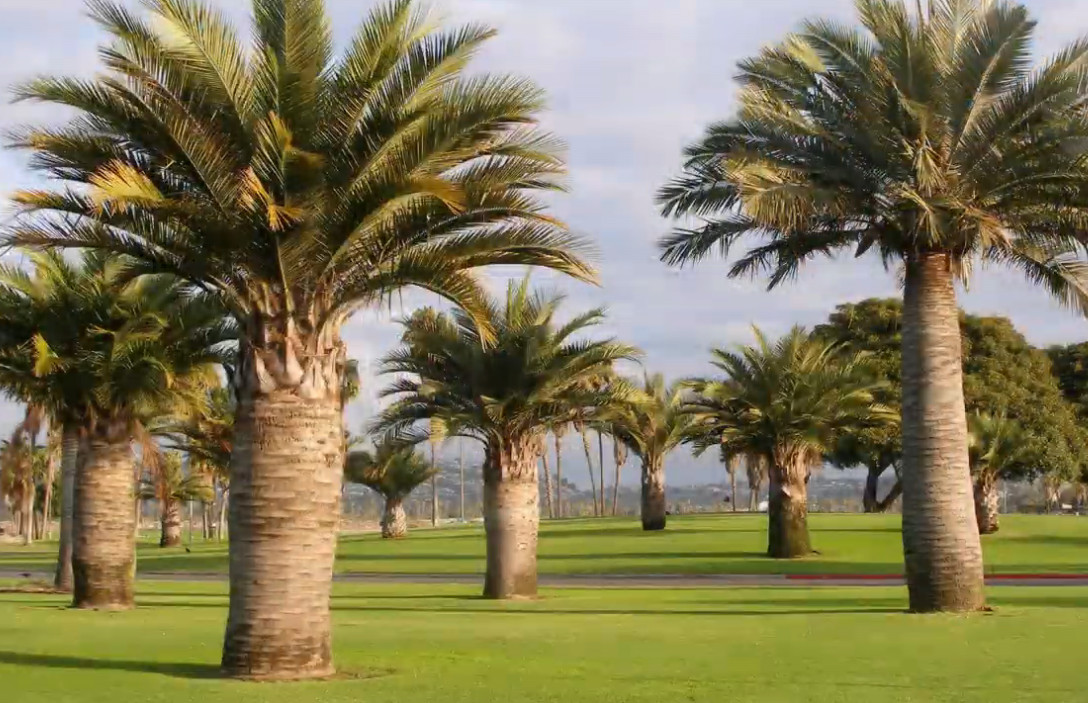 Jubaea chilensis- Palmierul de Chile – Natură