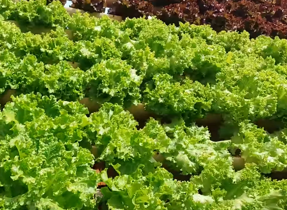 Lactuca sativa var.crispa- Salata creaţă – Natură