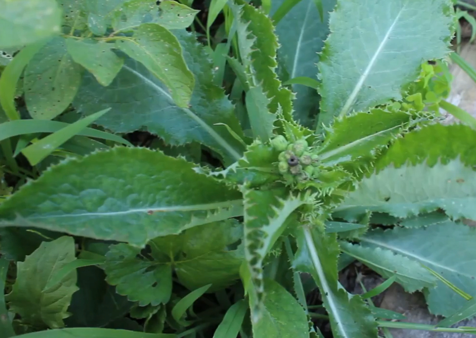 Lactuca virosa- Lăptuca veninoasă – Natură