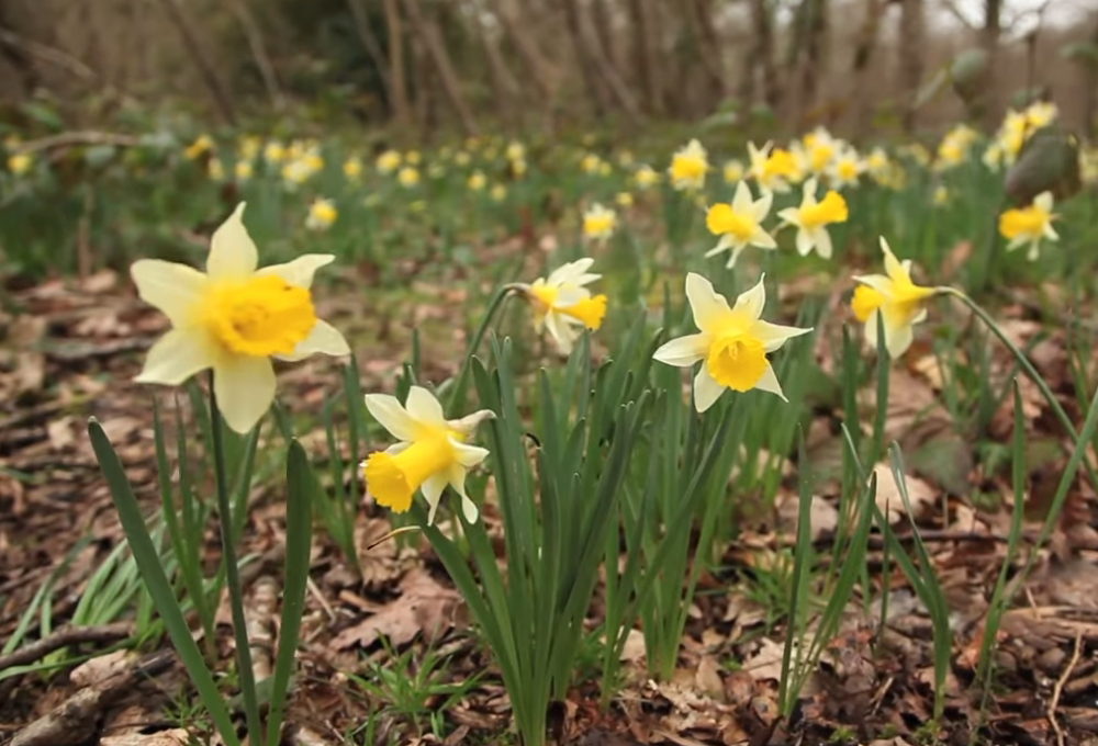 Narcissus pseudonarcissus- Narcisa galbenă – Natură