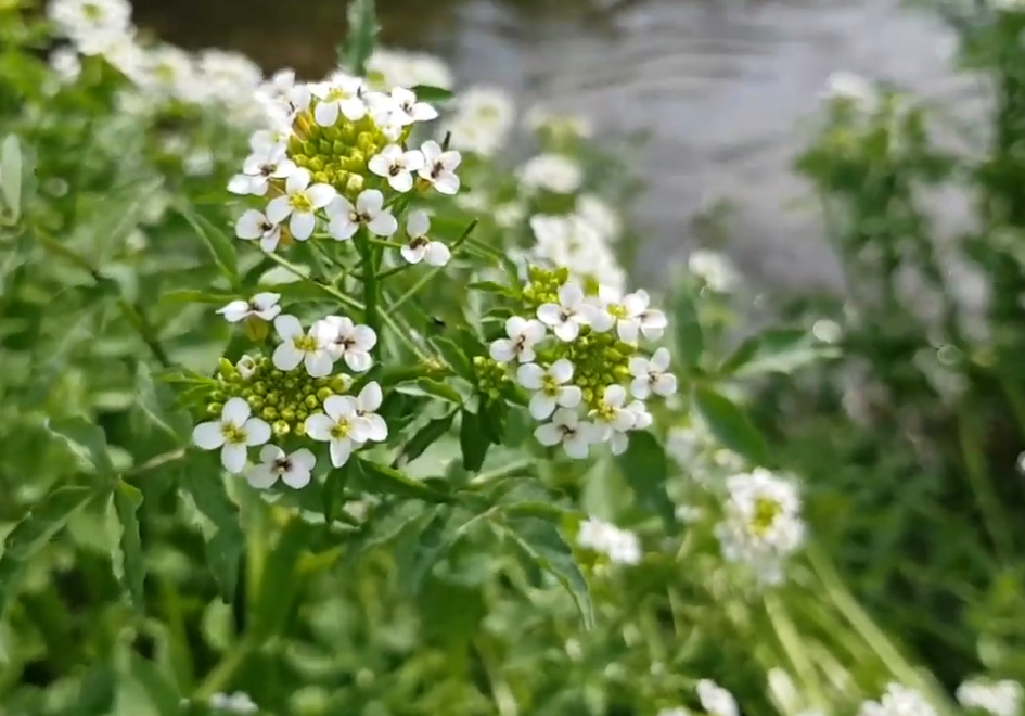 Nasturtium officinale- Năsturelul – Natură