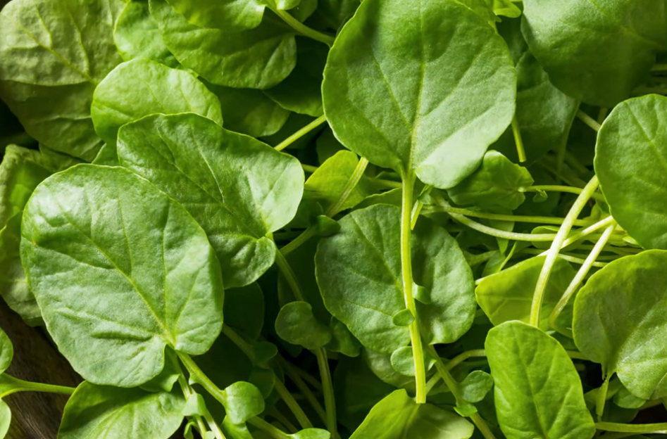 Nasturtium officinale- Năsturelul – Natură