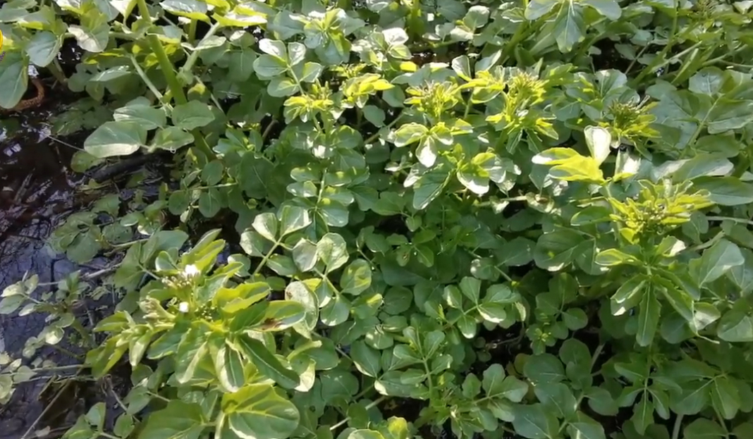 Nasturtium officinale- Năsturelul – Natură