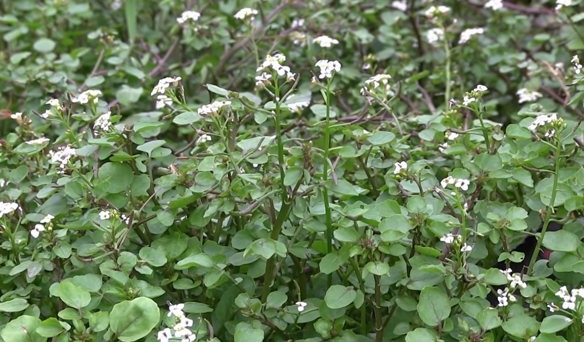 Nasturtium officinale- Năsturelul – Natură