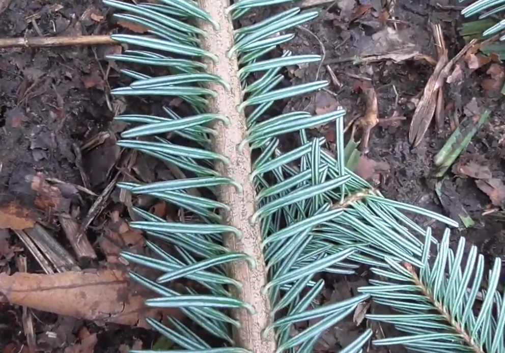 Abies alba- Bradul Argintiu – Natură