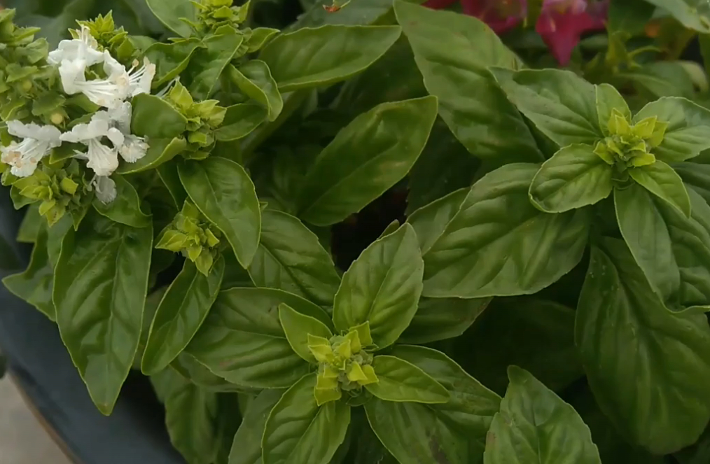 Ocimum basilicum- Busuiocul – Natură