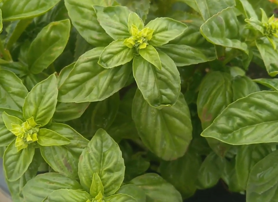 Ocimum basilicum- Busuiocul – Natură