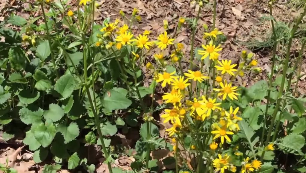 Packera aurea- Packera aurea – Natură