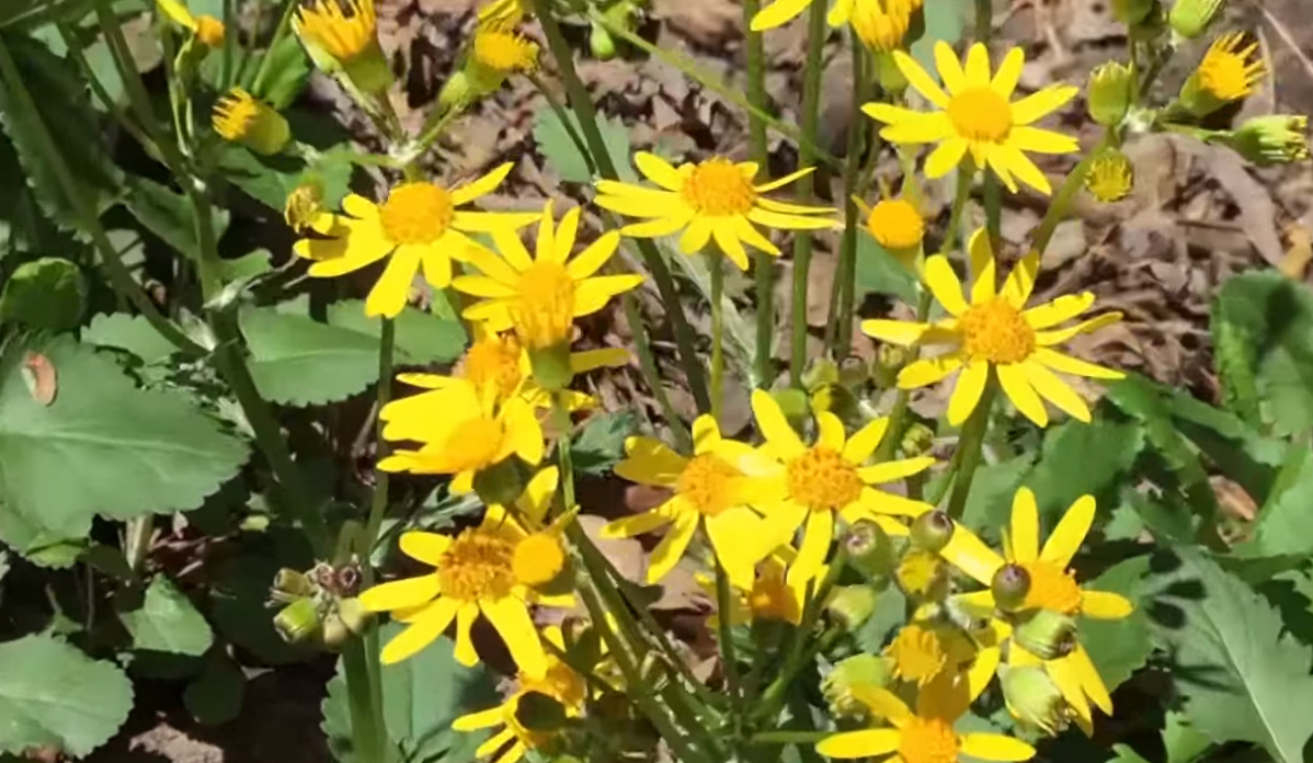 Packera aurea- Packera aurea – Natură