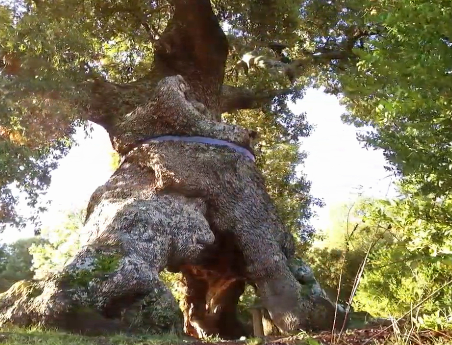 Quercus coccifera- Stejarul mereu verde – Natură