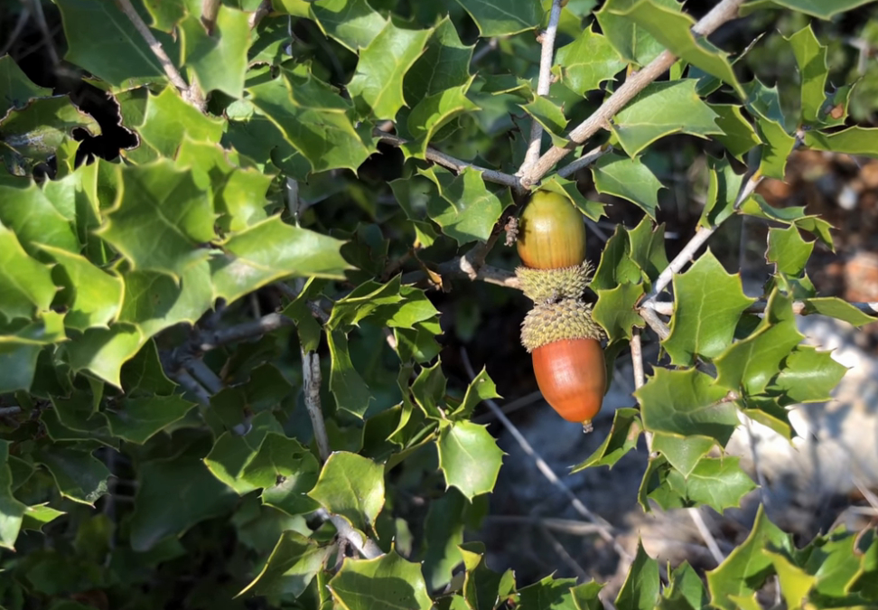 Quercus coccifera- Stejarul mereu verde – Natură