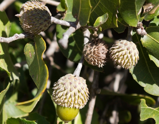 Quercus ithaburensis- Stejarul valon – Natură