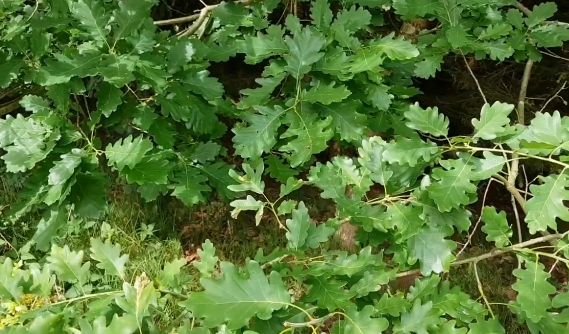 Quercus petraea- Gorunul – Natură