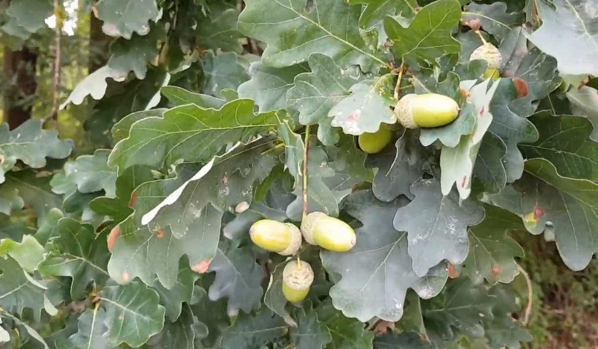 Quercus robur- Stejarul – Natură