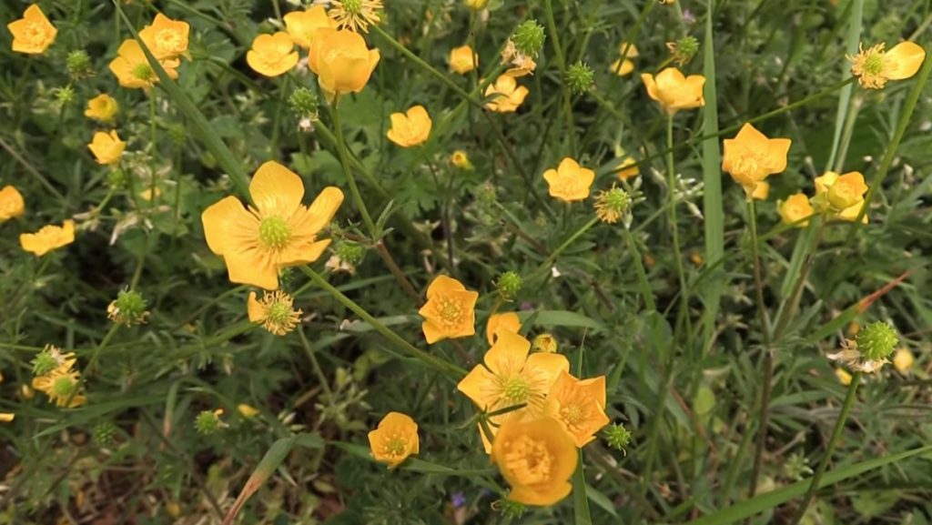 Ranunculus acris- Piciorul cocoşului acru – Natură