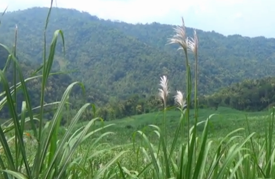 Saccharum officinarum- Trestia de zahăr – Natură