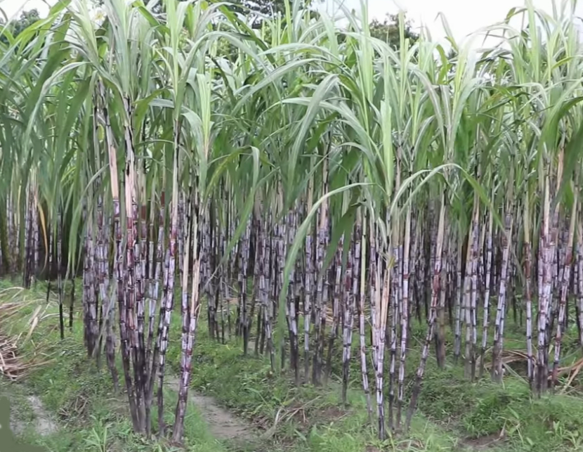 Saccharum officinarum- Trestia de zahăr – Natură