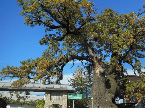 Quercus robur- Stejarul – Natură