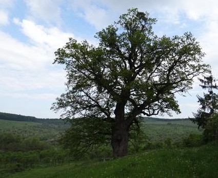Quercus robur- Stejarul – Natură
