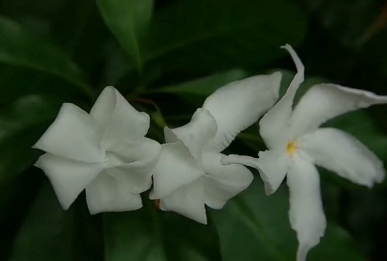 Tabernaemontana divaricata- Iasomia creaţă – Natură