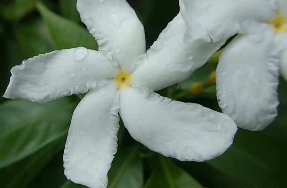 Tabernaemontana divaricata- Iasomia creaţă – Natură