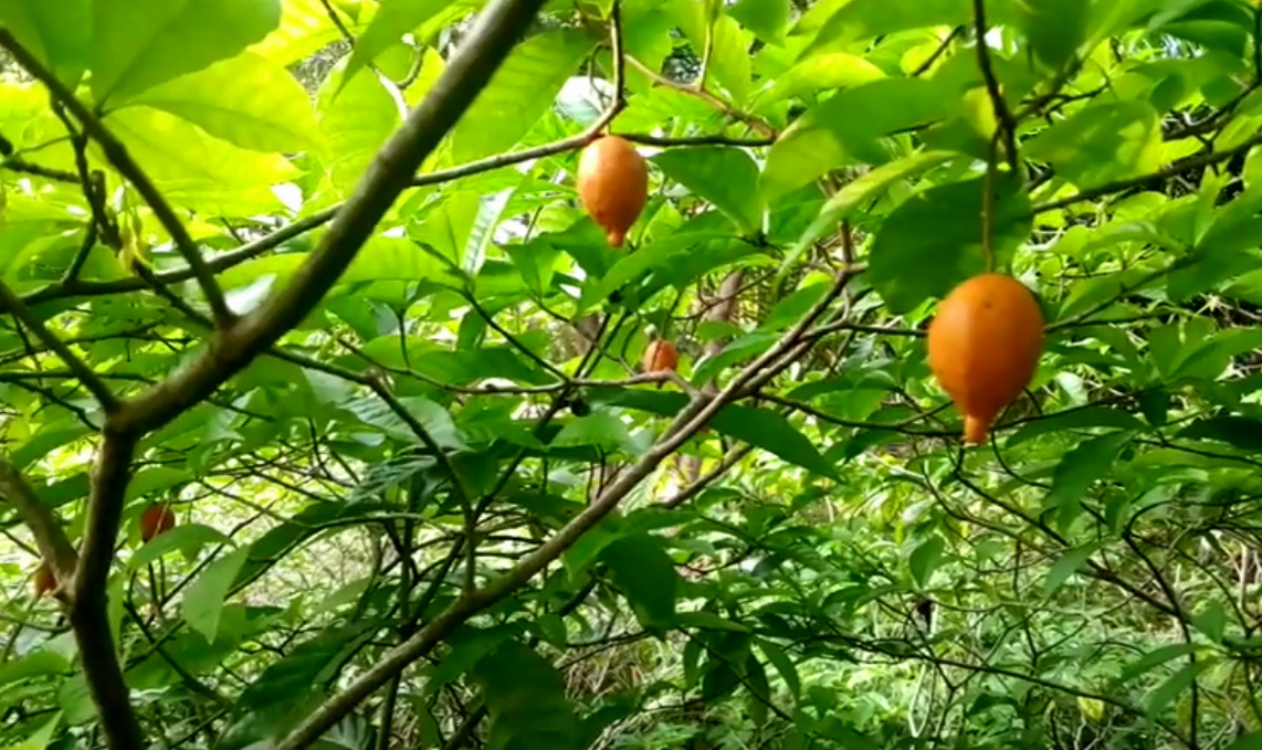 Tabernanthe iboga- Iboga – Natură
