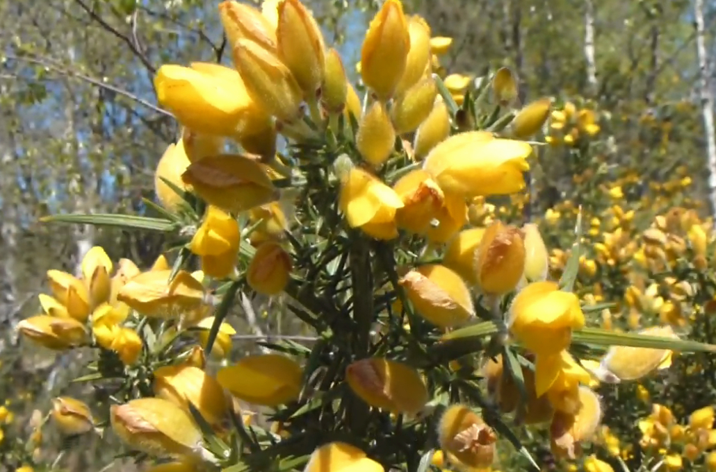 Ulex europaeus- Ghimpoasa – Natură