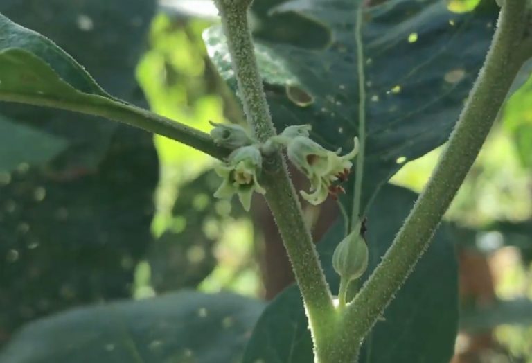 Withania somnifera- Ashwaganda – Natură