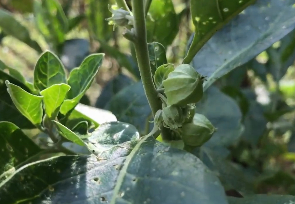 Withania somnifera- Ashwaganda – Natură