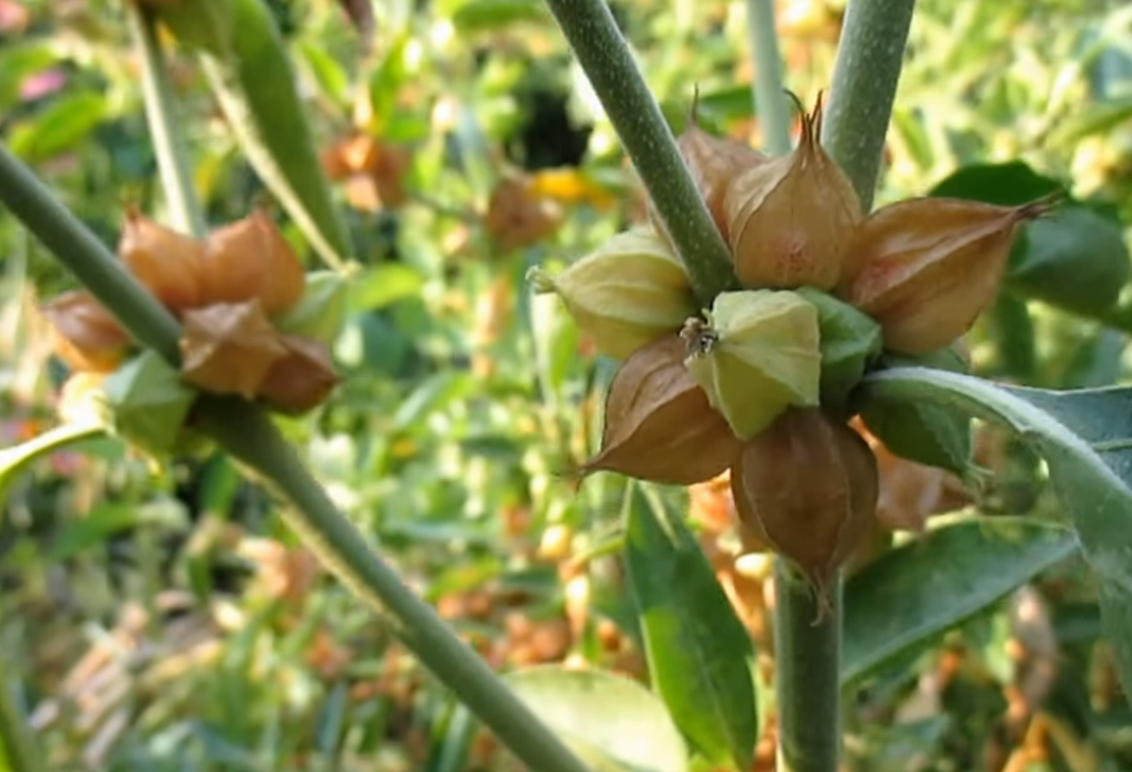 Withania somnifera- Ashwaganda – Natură