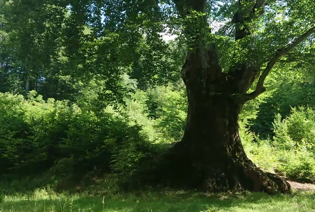 Fagus sylvatica- Fagul – Natură