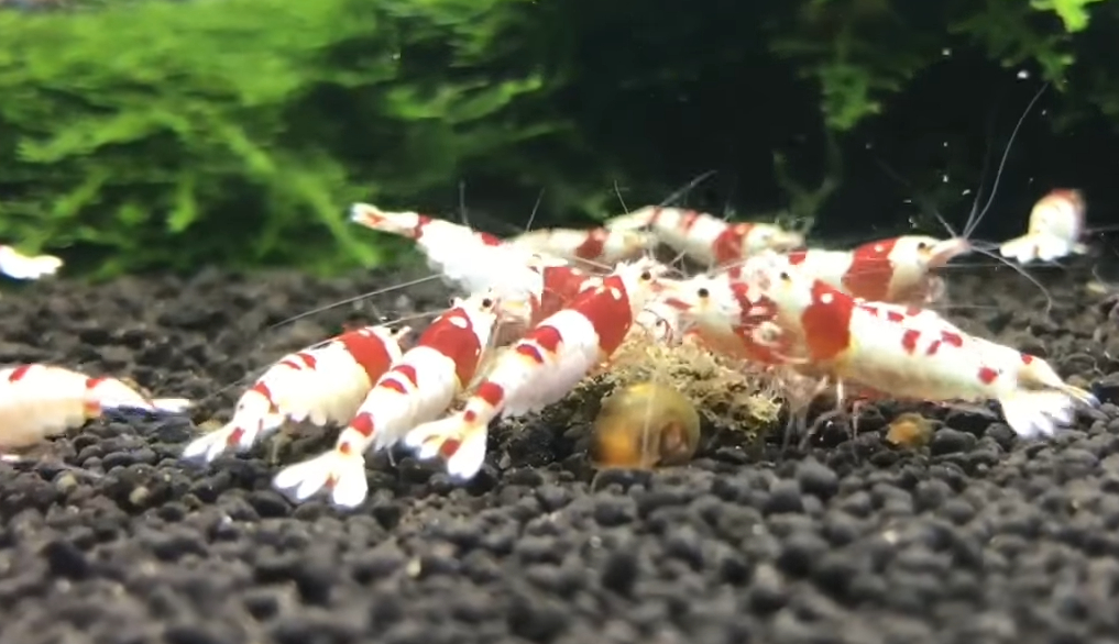 Ce sunt creveţii? – Natură