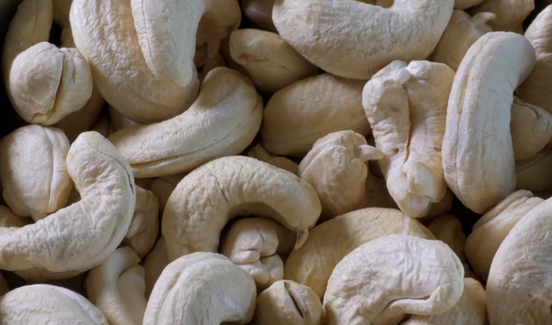 Anacardium occidentale- Arborele Acaju – Natură