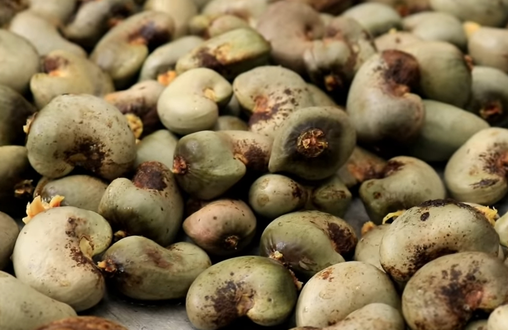 Anacardium occidentale- Arborele Acaju – Natură