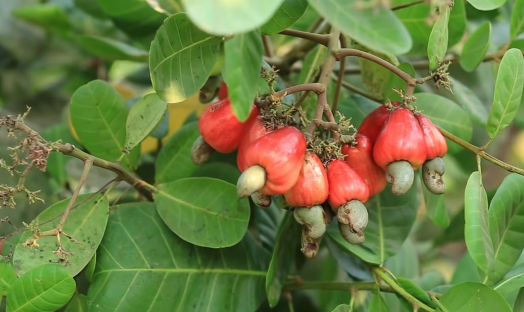 Anacardium occidentale- Arborele Acaju – Natură