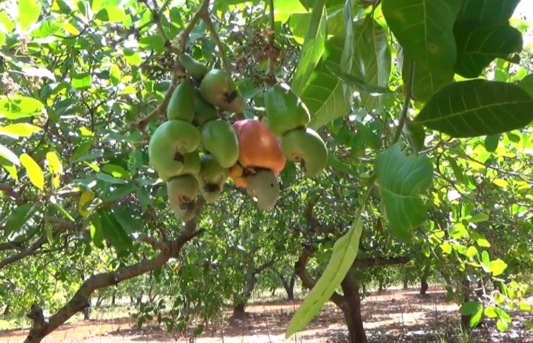 Anacardium occidentale- Arborele Acaju – Natură