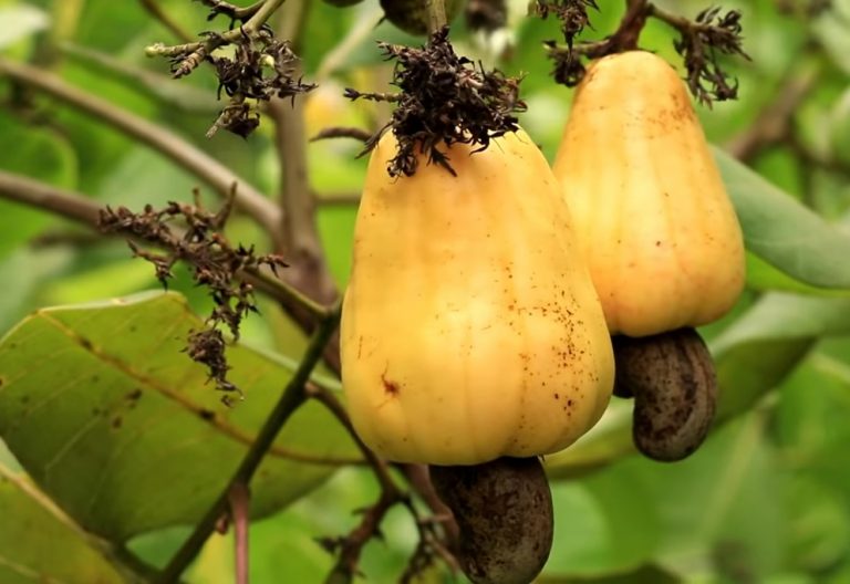 Anacardium occidentale- Arborele Acaju – Natură