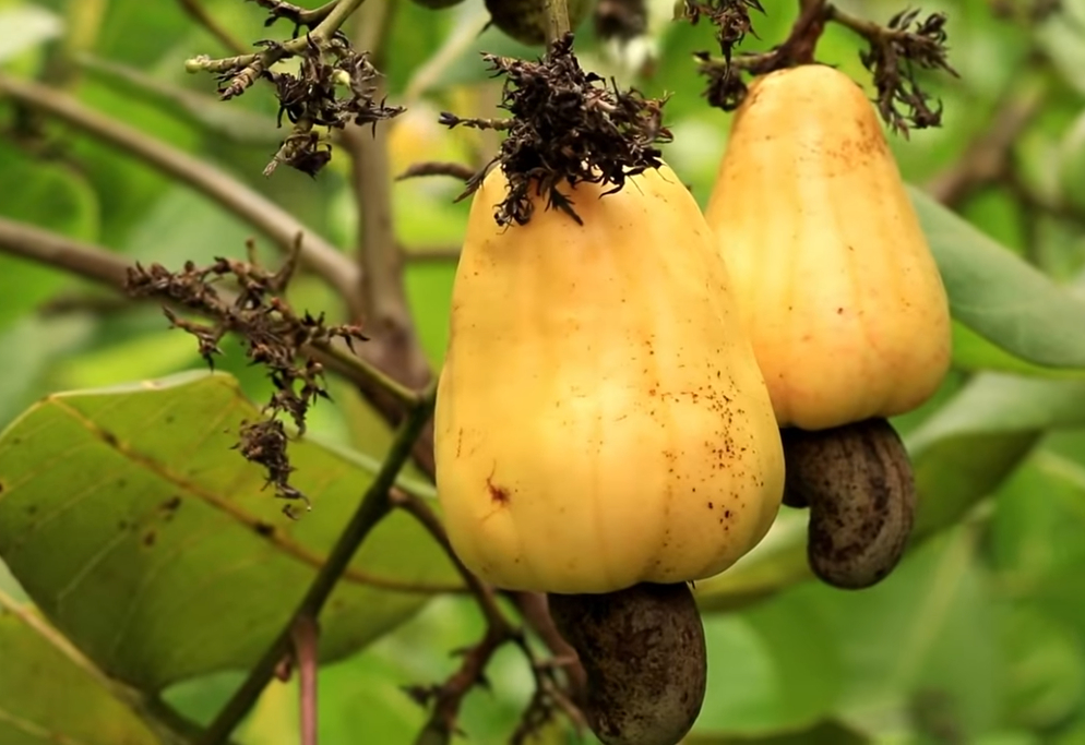 Anacardium occidentale- Arborele Acaju – Natură