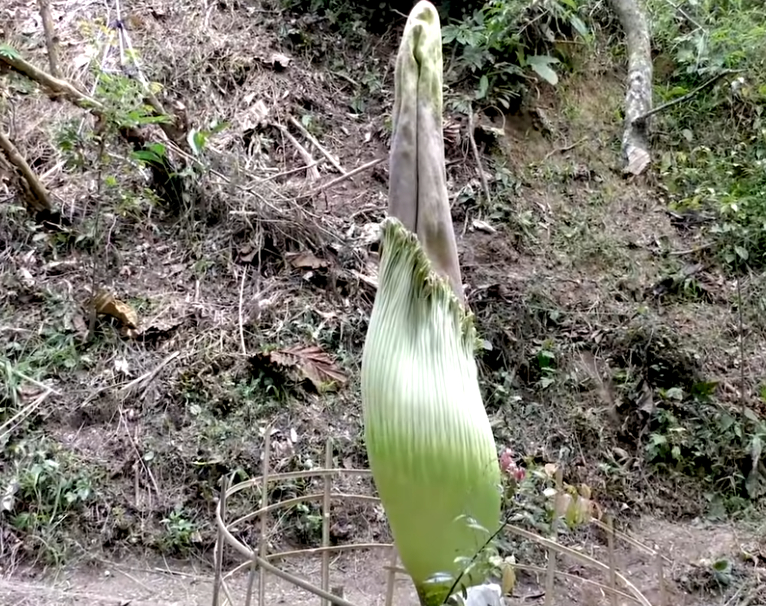 Cea mai mare floare din lume – Natură