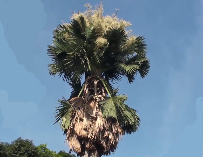 Cea mai mare floare din lume – Natură