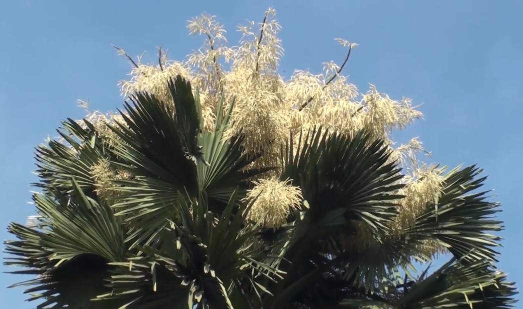 Cea mai mare floare din lume – Natură