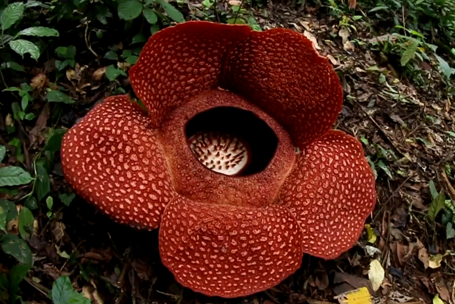 Cea mai mare floare din lume – Natură