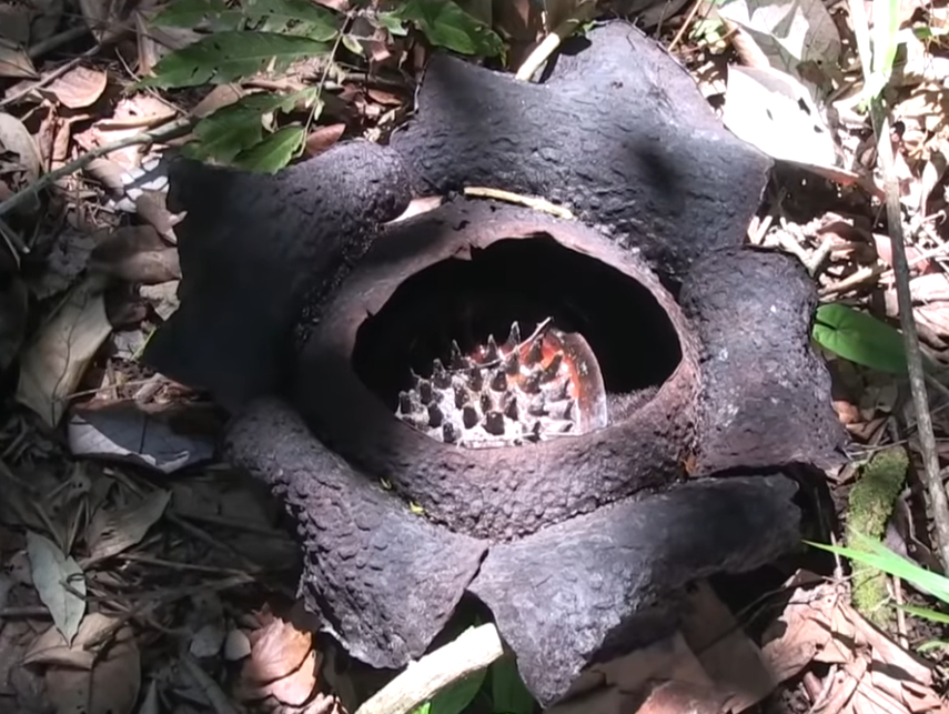 Cea mai mare floare din lume – Natură