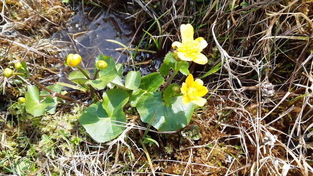 Caltha palustris- Calcea calului – Natură