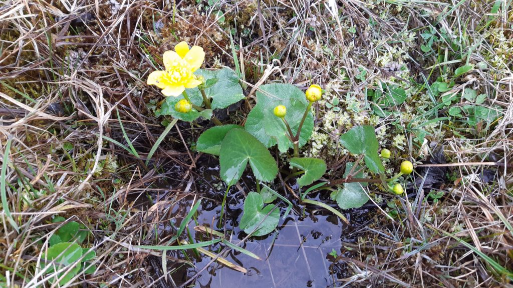 Caltha palustris- Calcea calului – Natură