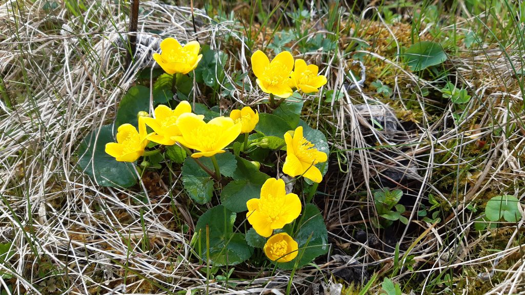Caltha palustris- Calcea calului – Natură